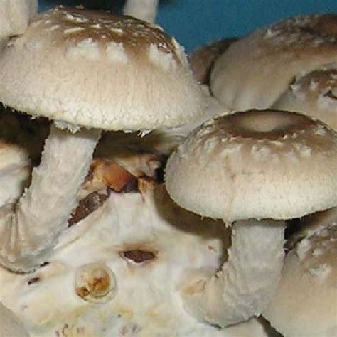 Lentinula Edodes Ef Lineage Download Scientific Diagram