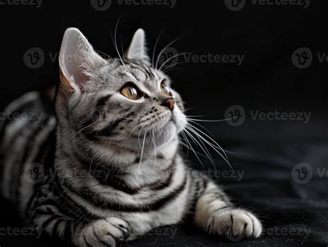 American Shorthair Cat Isolated On Black Background 49609437 Stock