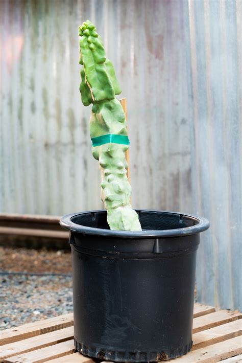 Totem Pole Cactus Green Goddess