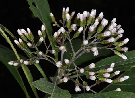 Gymnanthemum Extensum Eflora Of India