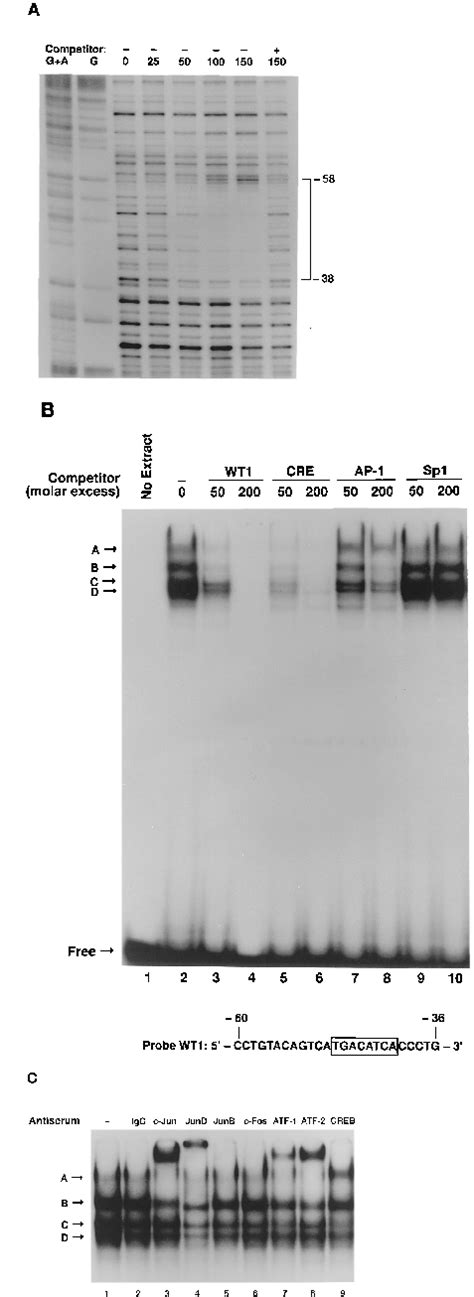 Identification Of The Ap 1 And Crebatf Proteins That Bind To Region I