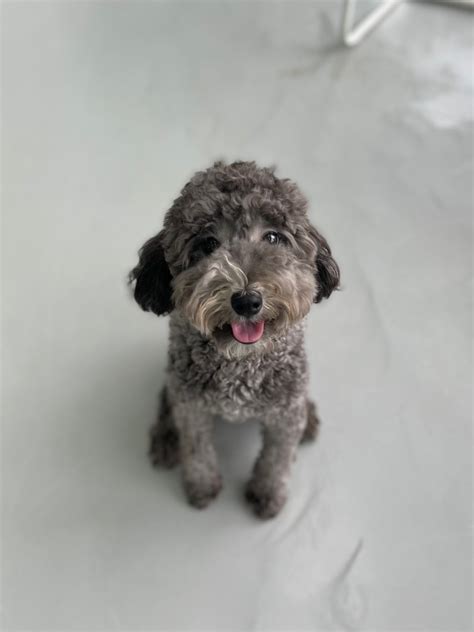 실버푸들 후추 강아지 책임무료분양♥ 강아지입양 고양이입양 유기견입양센터 아이조아요양보호소