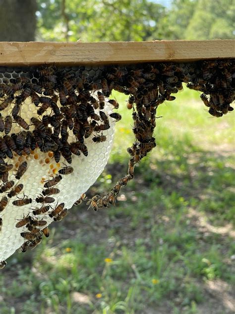 Exploring The Advantages Of Top Bar Beekeeping Prime