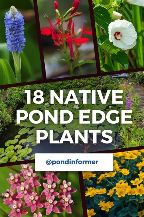 18 Us Native Pond Edge Plants Top Species Artofit