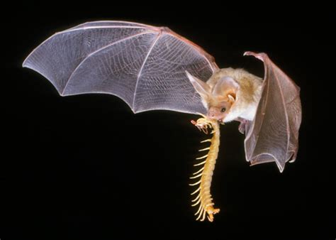 Bat Pollination Clipart 74px Image 6