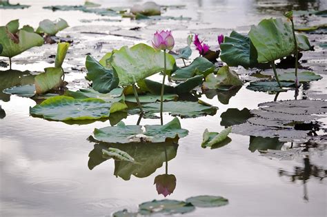 花 莲花 花瓣 Pixabay上的免费照片 Pixabay