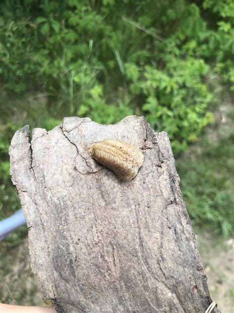 Egg Id Ontario Canada R Insects
