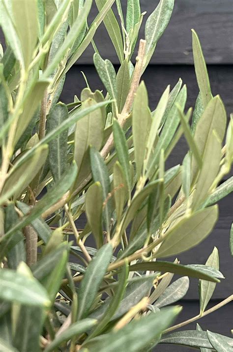 Olivenbaum Klein Online Kaufen Wählen Sie Ihre Lieferzeit