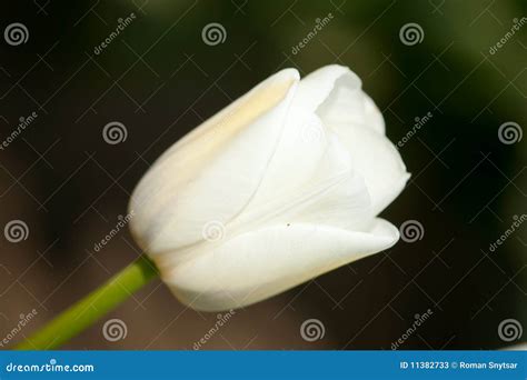 De Bloem Van De Tulp Van De Witte Verscheidenheid Van De Droom Stock
