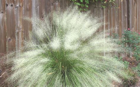 Buy White Cloud Muhly Grass Muhlenbergia Capillaris White Cloud 1