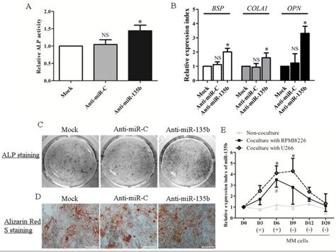 A Transfection Of Mir 135b Inhibitor 50nm In Osteogenic Induction