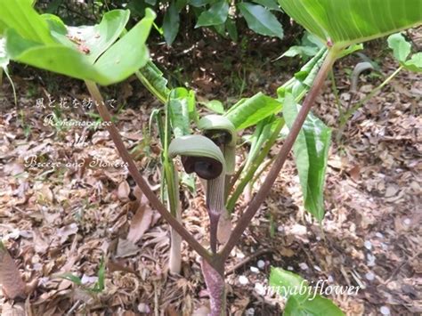 ムサシアブミとミミガタテンナンショウと春の小さな山野草 薬師池公園にて 風と花を紡いで