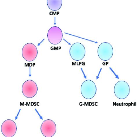 Developmental Lineage Of Mdscs M Mdscs And G Mdscs Arise From A Common