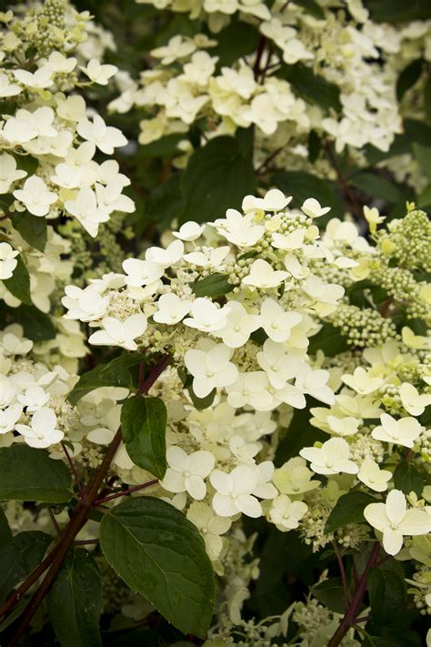 Hydrangea Paniculata Fire And Ice™ Kiefer Nursery Trees Shrubs