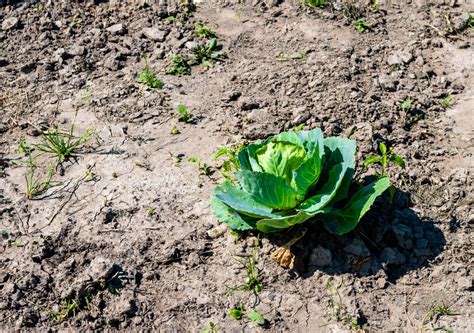El Impacto De Los Alimentos En El Cambio Climático