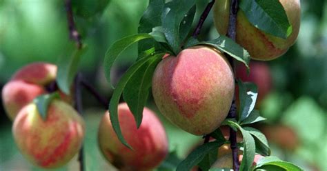 Georgia Peach Growers Tout The Biggest Crop In Years Rgeorgia