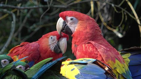 Group Of Ara Parrots Red Parrot Scarlet Macaw Ara Macao 16781363