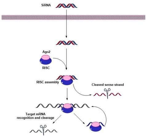 1 The Rna Interfering Pathway Of Sirna In Human Sirna Is First Loaded