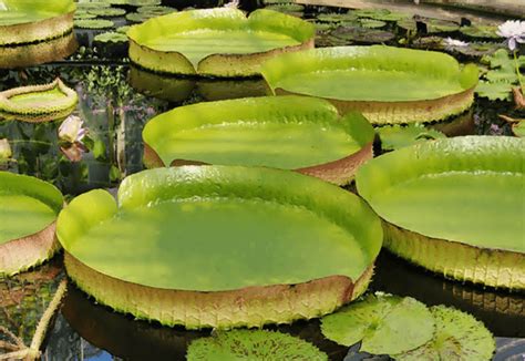 Flora Do Brasil