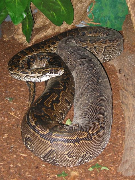 Top 10 Biggest Snakes In The World