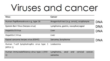 Oncogenic Dna Viruses Flashcards Quizlet