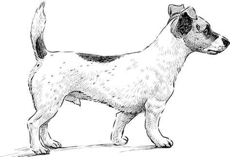 Bâtard Vecteur Premium