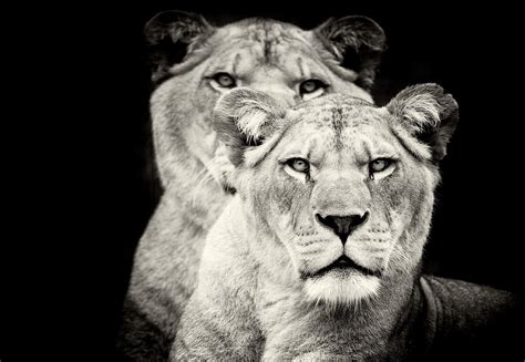 Lions Big Cats Lioness Roar Hdr Hd Wallpaper Rare Gallery