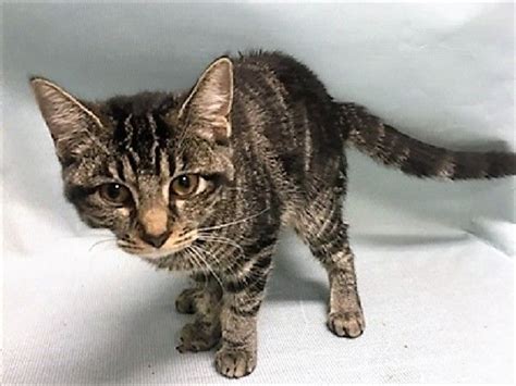 Adorable Kitten LULU Needs A Loving Home