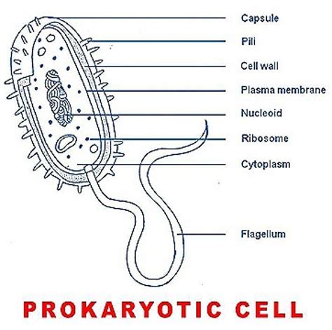 Basic Structure Of A Prokaryotic Cell Prokaryotic Cell Cell Nuclear