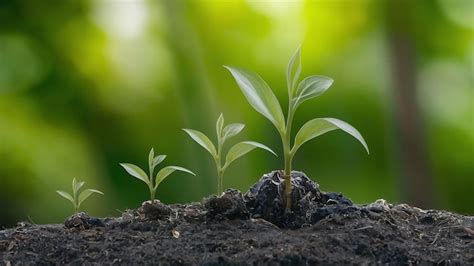 Premium Photo Close Up Picture Of The Sapling Of The Plant Is Growing