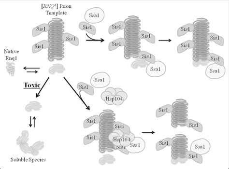 Roles For Sis1 In [rnq ] Prion Assembly The [rnq ] Prion Acts As A Download Scientific
