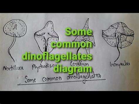Dinoflagellates Labeled