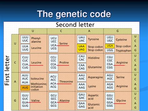 Ppt A Mathematical Model Of The Genetic Code Structure And