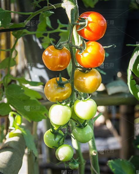 熟的西红柿枝农业蔬菜浅的复叶自然垂直画幅菜园