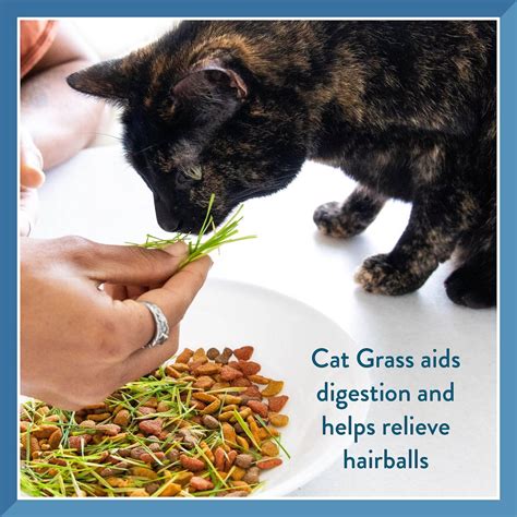 Pet Greens Self Grow Garden Pet Grass 3 Oz Bag