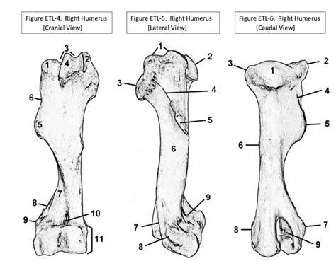 Diagram Of Equine Humerus Quizlet