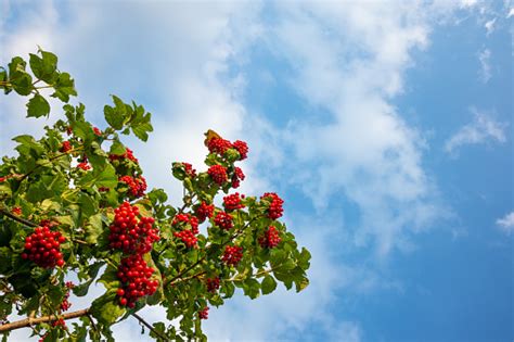 여름철 화창한 날에 푸른 하늘에 녹색 잎이 달린 붉은 Viburnum 열매 텍스트를 위한 여유 공간 0명에 대한 스톡 사진 및