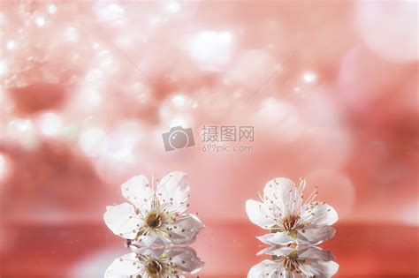 粉色背景下的樱花高清图片下载 正版图片500294603 摄图网