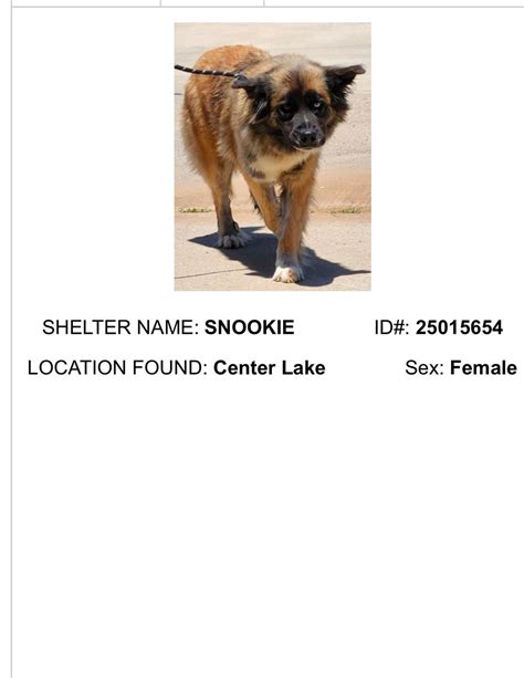 Bell County Texas Bell County Texas Animal Shelter