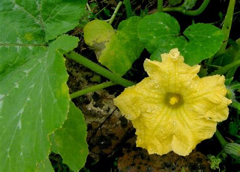 Australian Cucurbitaceae