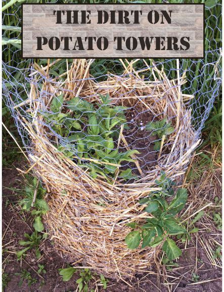 Do Potato Towers Really Work Learn How To Build Them And How To