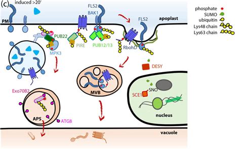 Tansley Insight On Ubiquitin Signalling Is Now Out Trujillo Lab RWTH Aachen University
