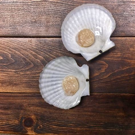Live Diver Caught Sea Scallops In The Shell Wild Picked