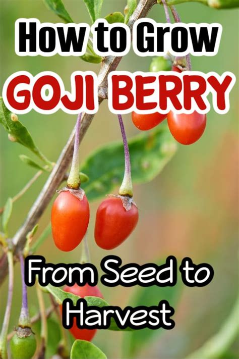 How To Grow Goji Berries From Seed To Harvest