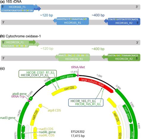 Example Binding Sites For Four Primer Pair Combinations Two Targeting Download Scientific
