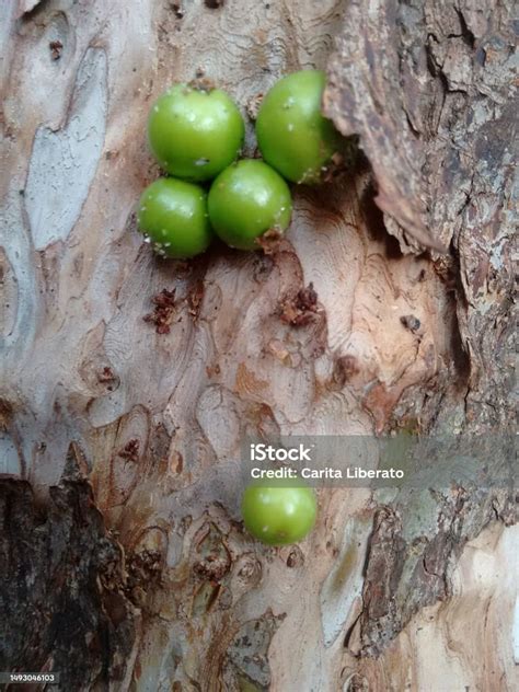 Jabuticaba 과일 또는 브라질 포도 나무 종 Plinia Cauliflora 어린 열매는 초록색이며 나무 줄기에서 자라는