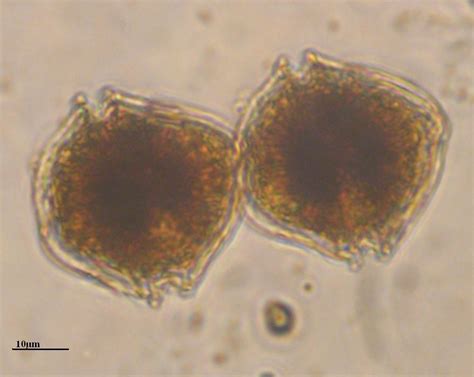 Marine Harmful Algae In Scottish Waters Marine