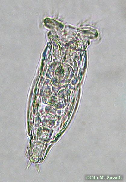 Phylum Rotifera Rotifer Diagram Quizlet