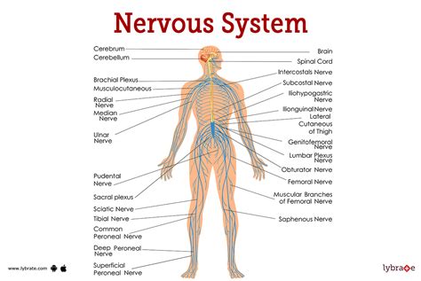 Nervous System Structure And Function Mini Poster 49 Off