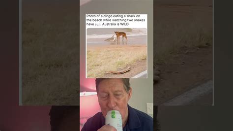 Dingo Eating Shark Photo